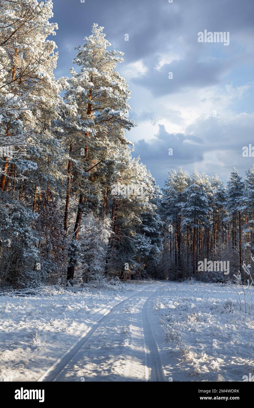 Piska Forest, Poland Stock Photo - Alamy