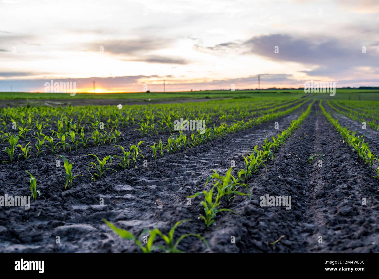 Growing young green corn seedling sprouts in cultivated agricultural ...