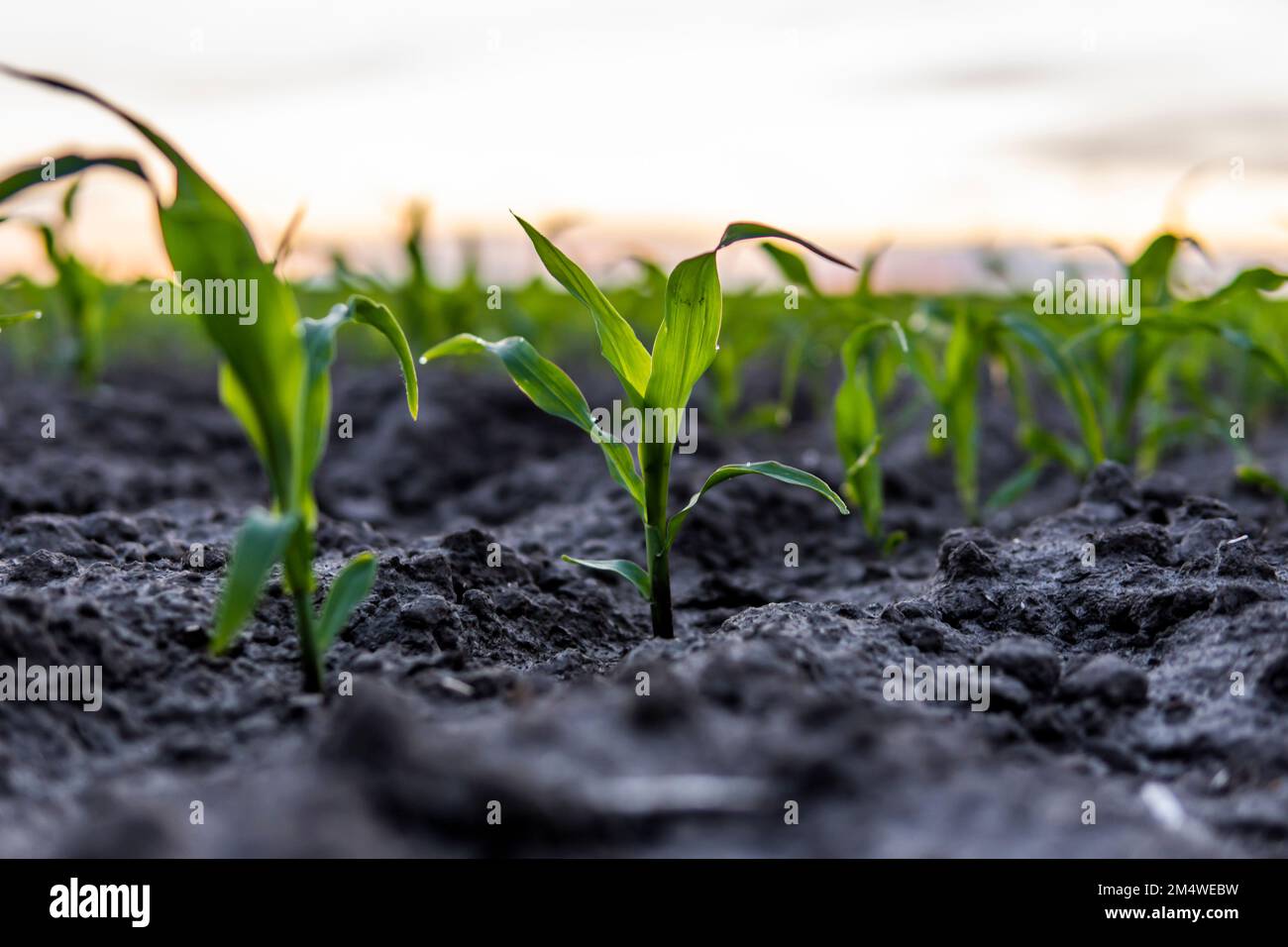 Agricultural field with small young sprouts of corn in a fertilized ...