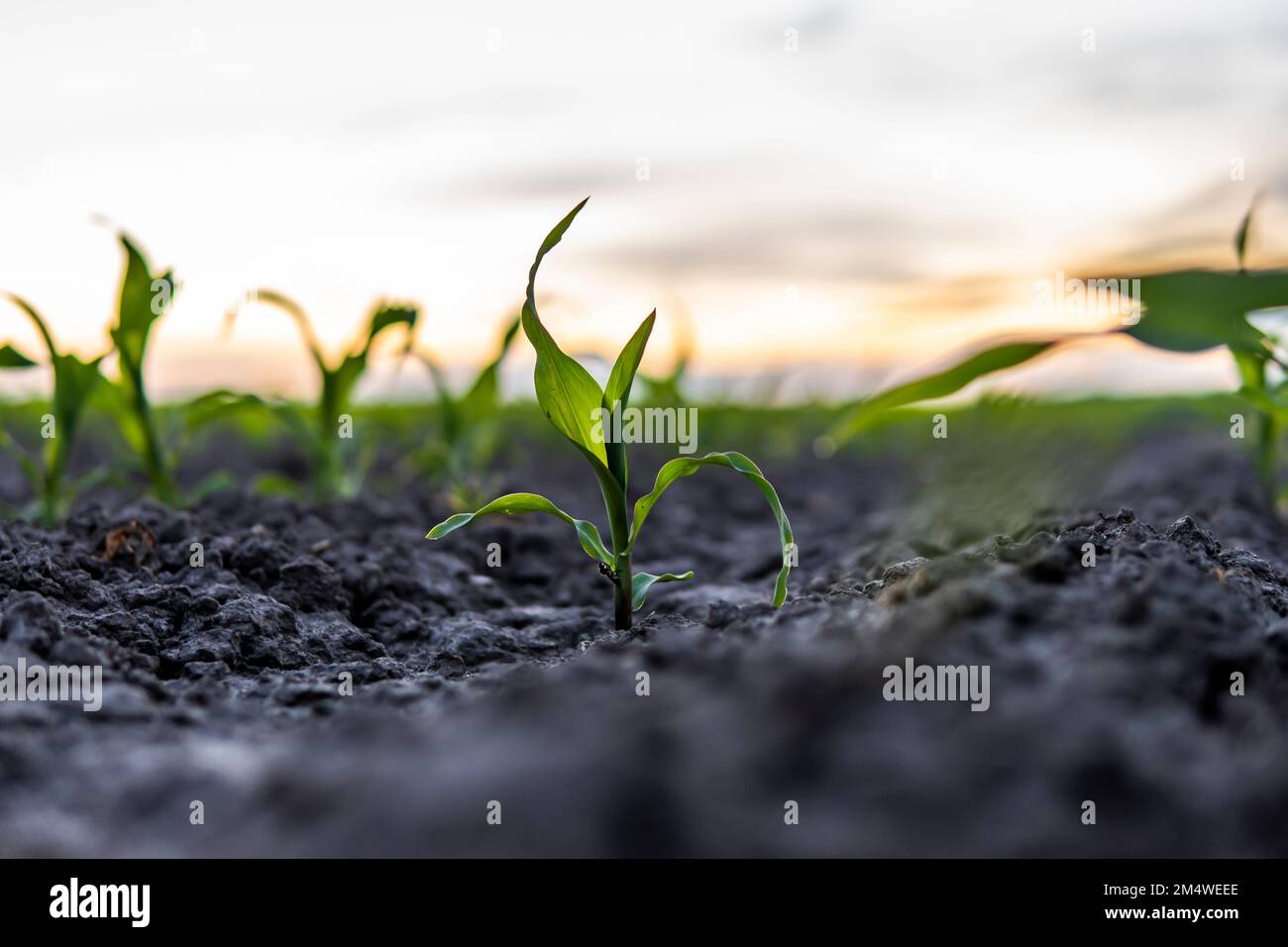 Maize seedling in the agricultural garden with a sunset sky Stock Photo ...