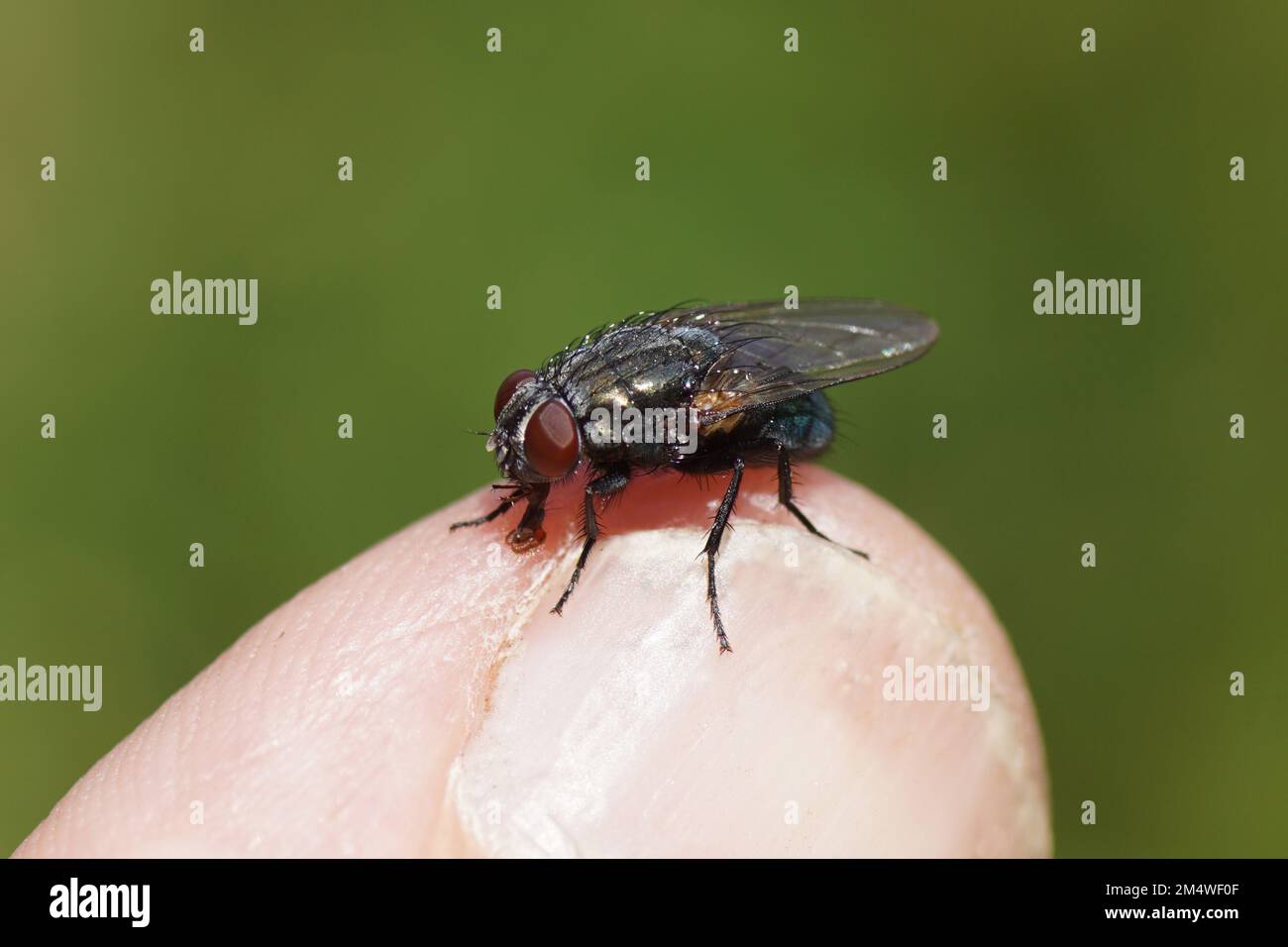 Biting black flies hi-res stock photography and images - Alamy