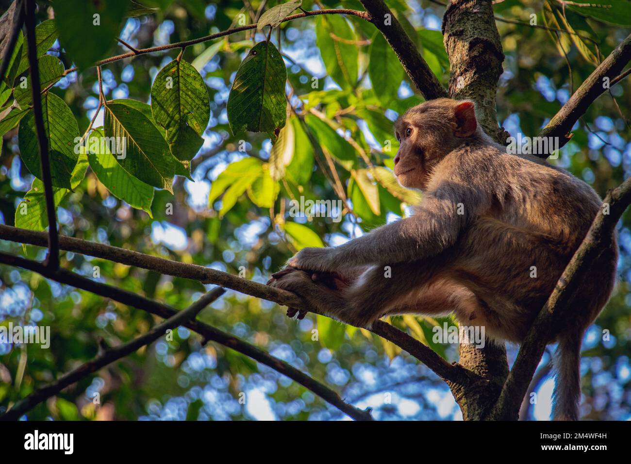 Landscape of a monkey is sitting on a branch of a tree alone. And his ...