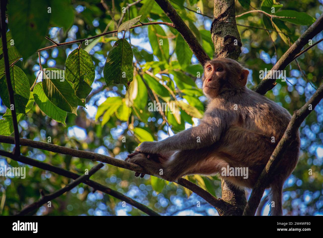 Landscape of a monkey is sitting on a branch of a tree alone. And his ...