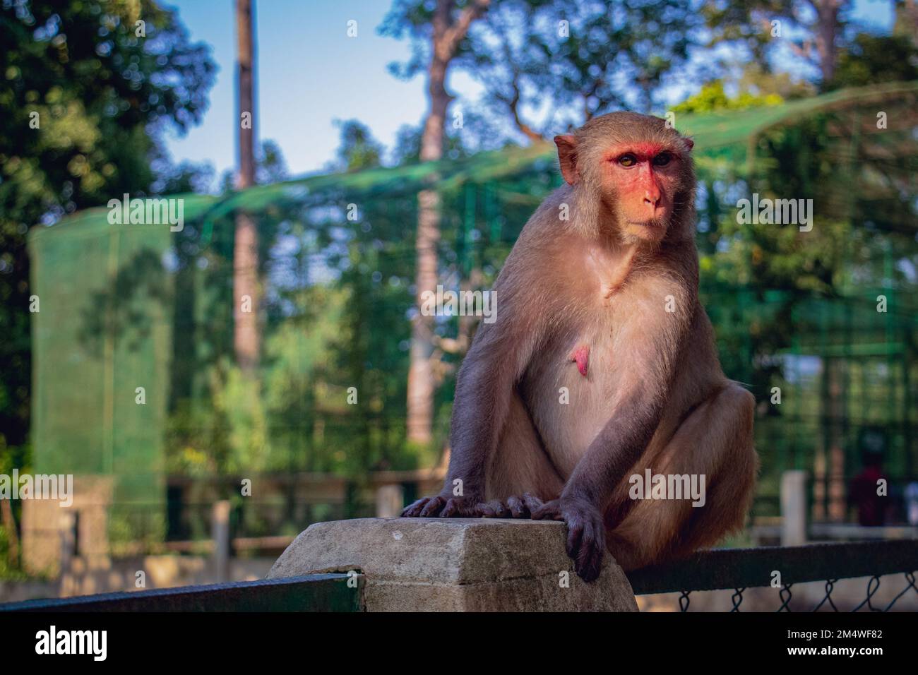 A monkey is sitting in the sunlight, where his body is shining in the ...