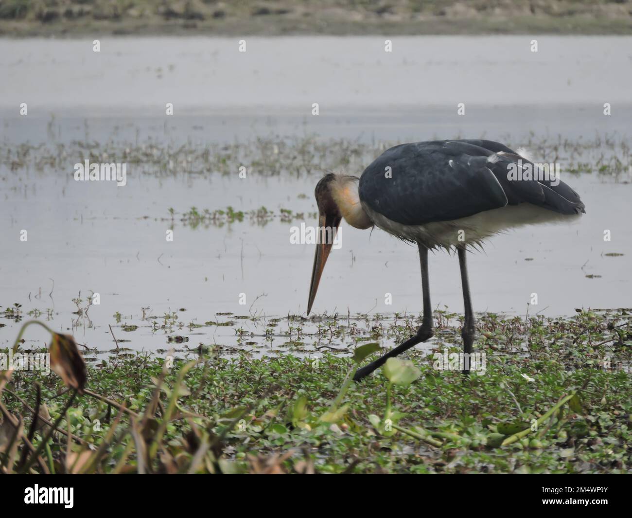 Lesser adjutant stork in Pobitora Wildlife Sanctuary, Assam, India ...