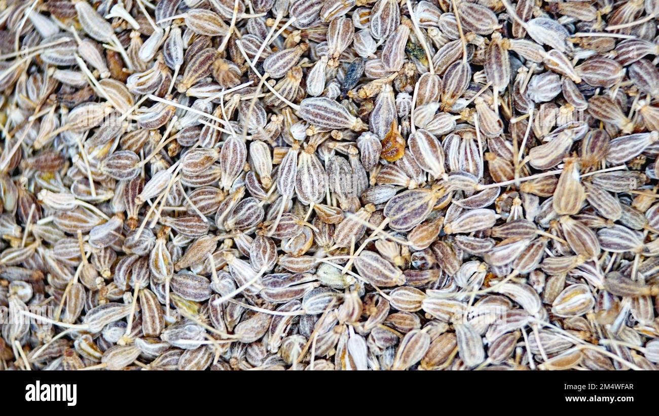 anise seeds for backgrounds and textures Stock Photo - Alamy