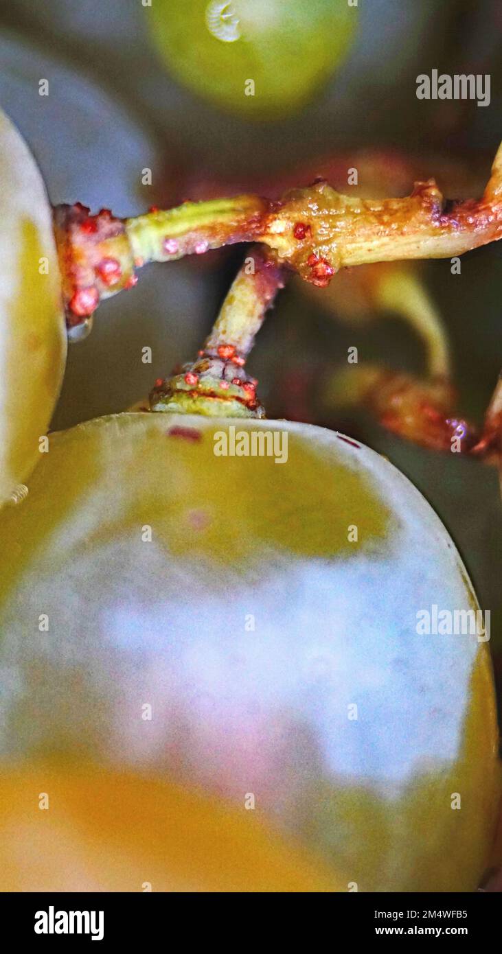 Macro of a grape over white Stock Photo - Alamy