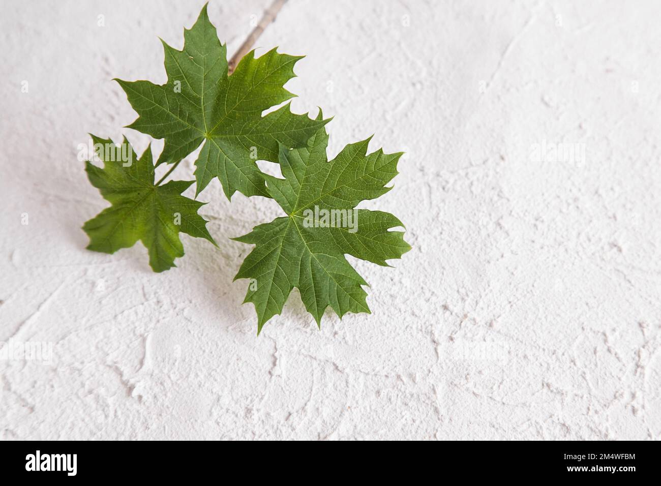 Green Sustainable Building. Fresh Green Maple Leaf on Stone Plaster ...