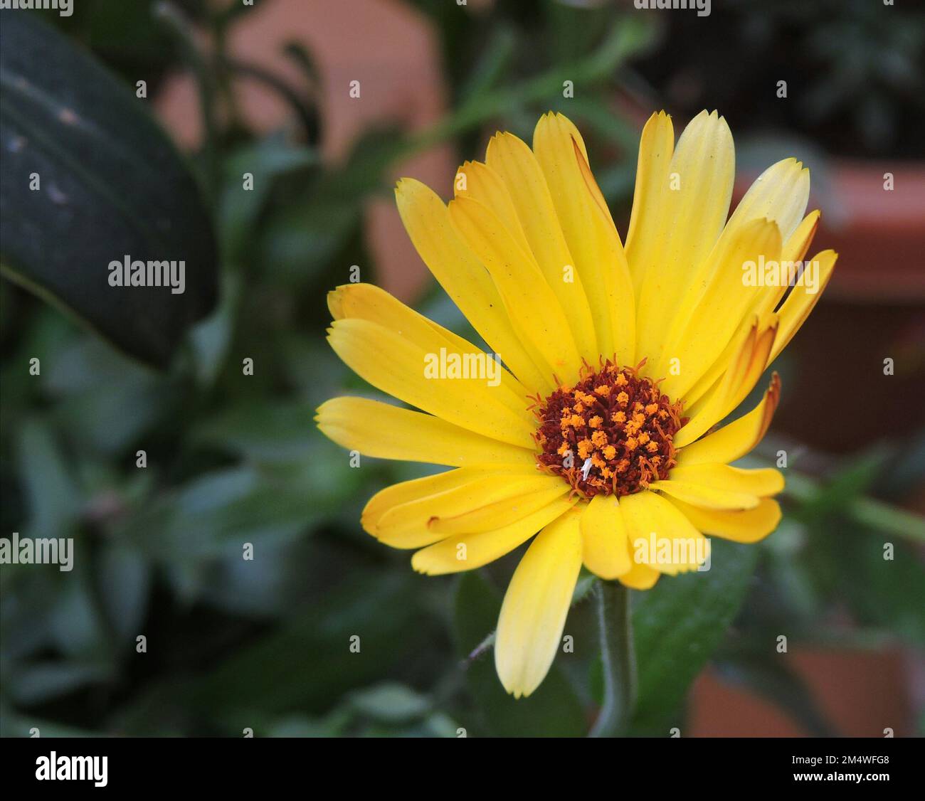 Garden flowering plant - Scientific name - Calendula officinalis Stock ...