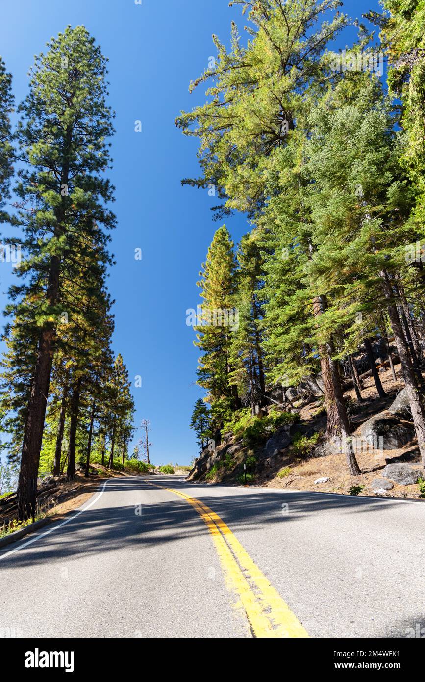 Asphalt curve road through forest. Yosemite national park, California ...