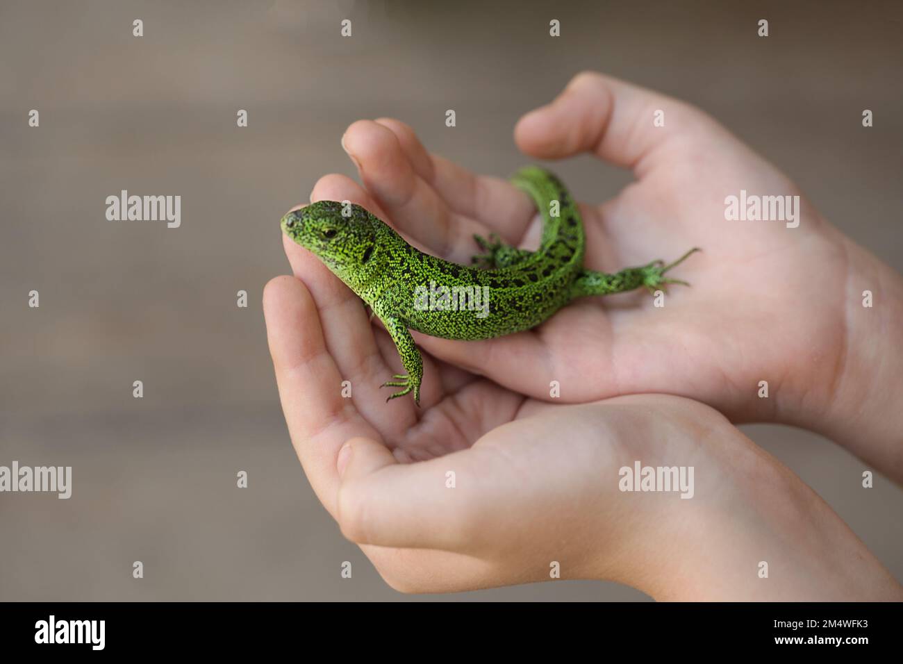Green Lizard in child's hand close-up, Green Lizard Stock Photo - Alamy
