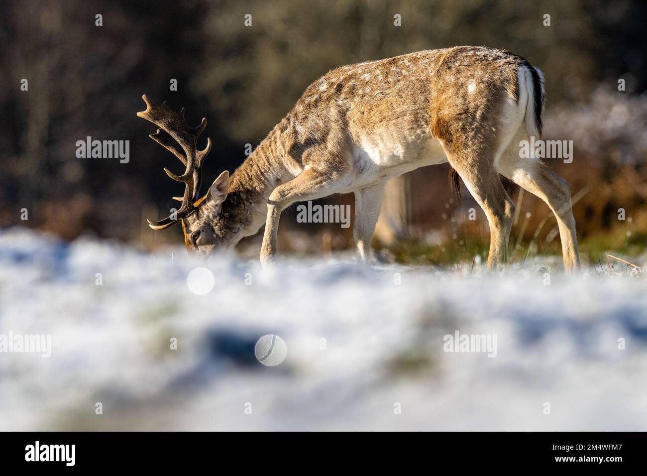 Fallow Deer stags enjoying the golden hour light of the late afternoon ...