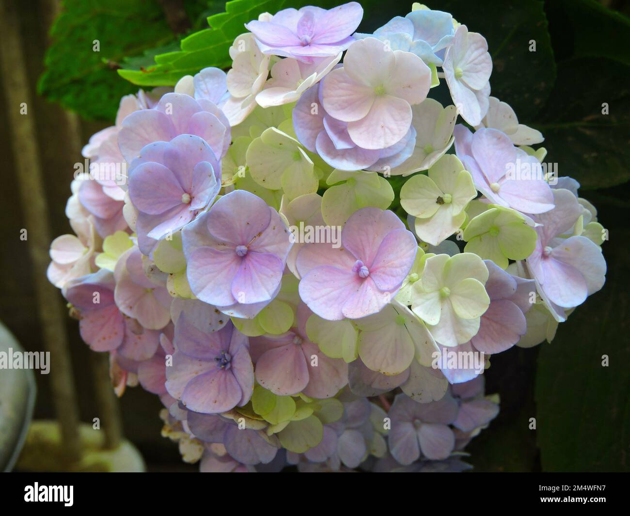 Hydrangea macrophylla is a species of the family Hydrangeaceae, native ...