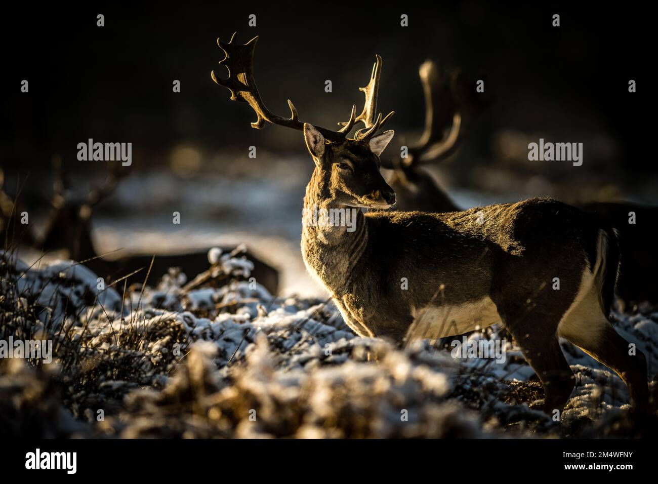 Fallow Deer stags enjoying the golden hour light of the late afternoon ...