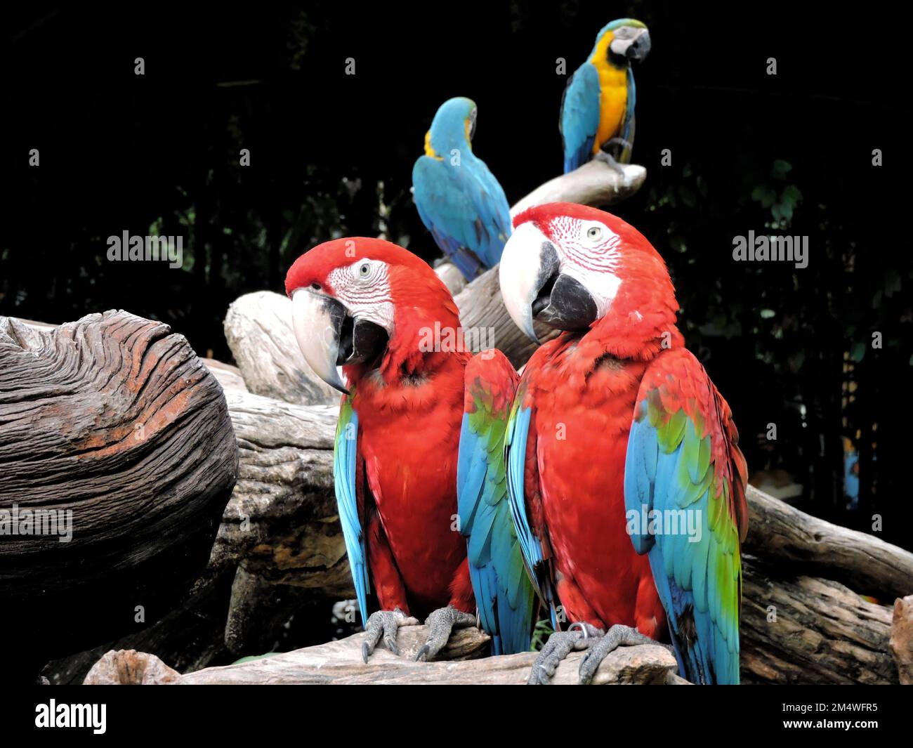 The red-and-green macaw, also known as the green-winged macaw, is a ...