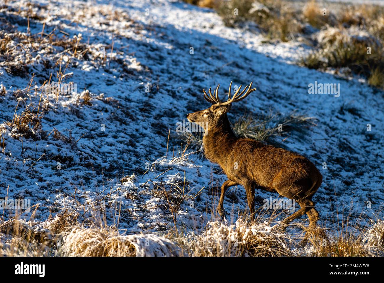 Red Deer stag enjoying the golden hour light of the late afternoon ...
