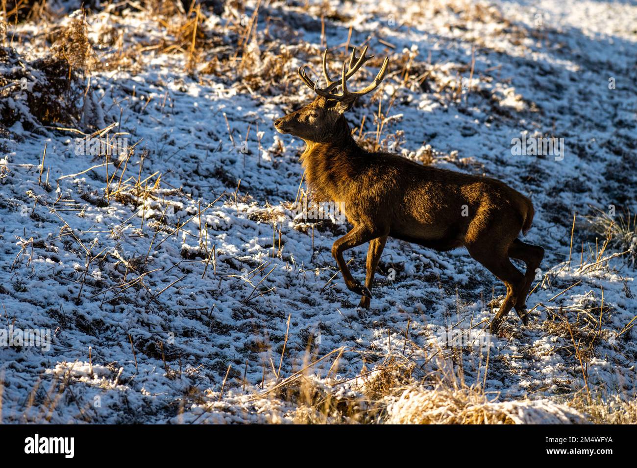 Red Deer stag enjoying the golden hour light of the late afternoon ...