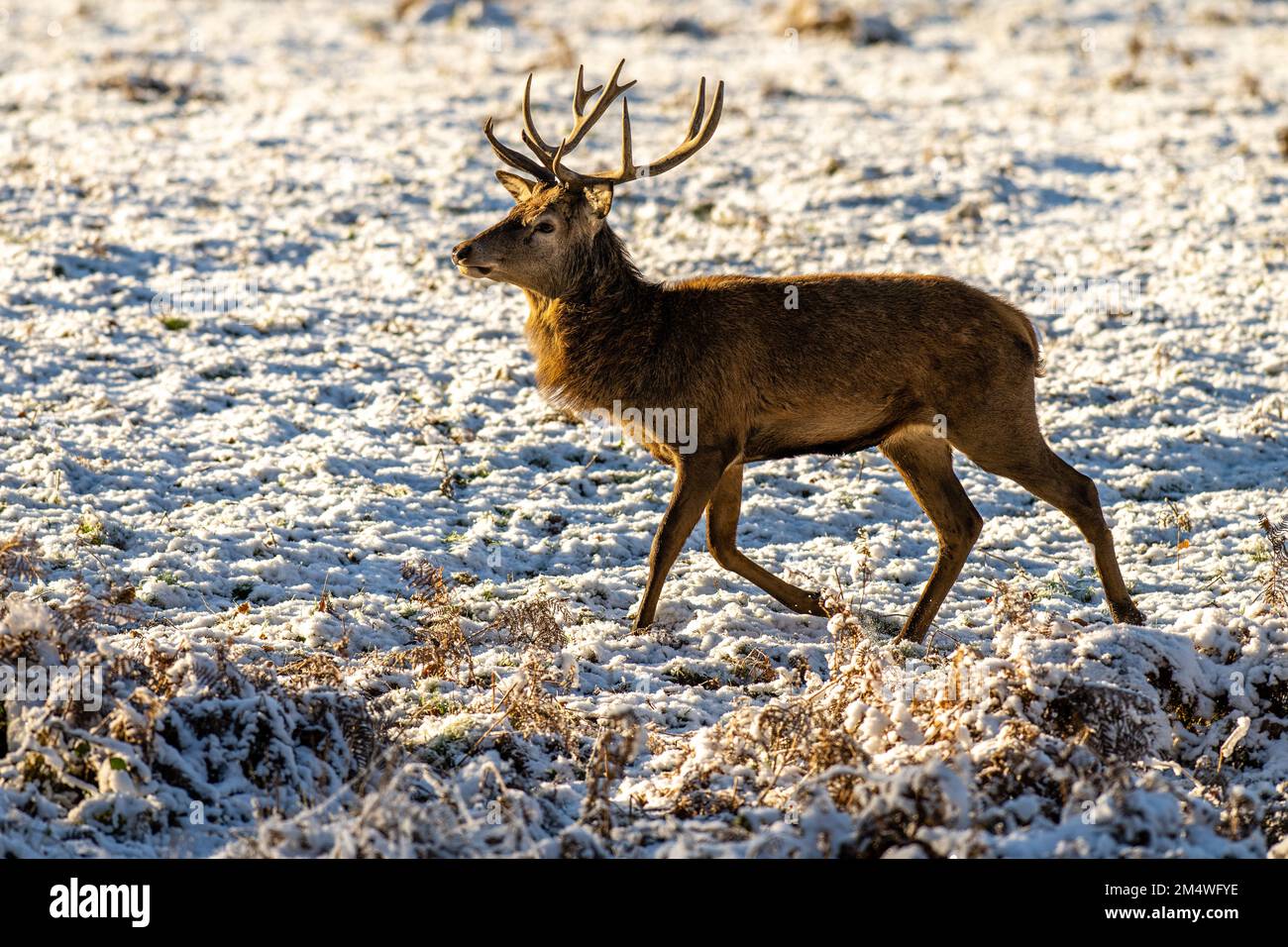 Red Deer stag enjoying the golden hour light of the late afternoon ...