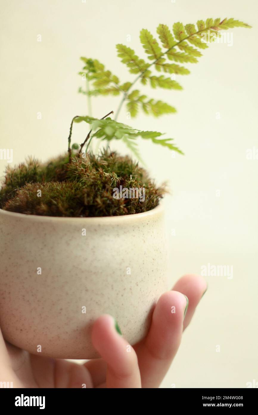 Close up woman holding potted fern concept photo Stock Photo - Alamy