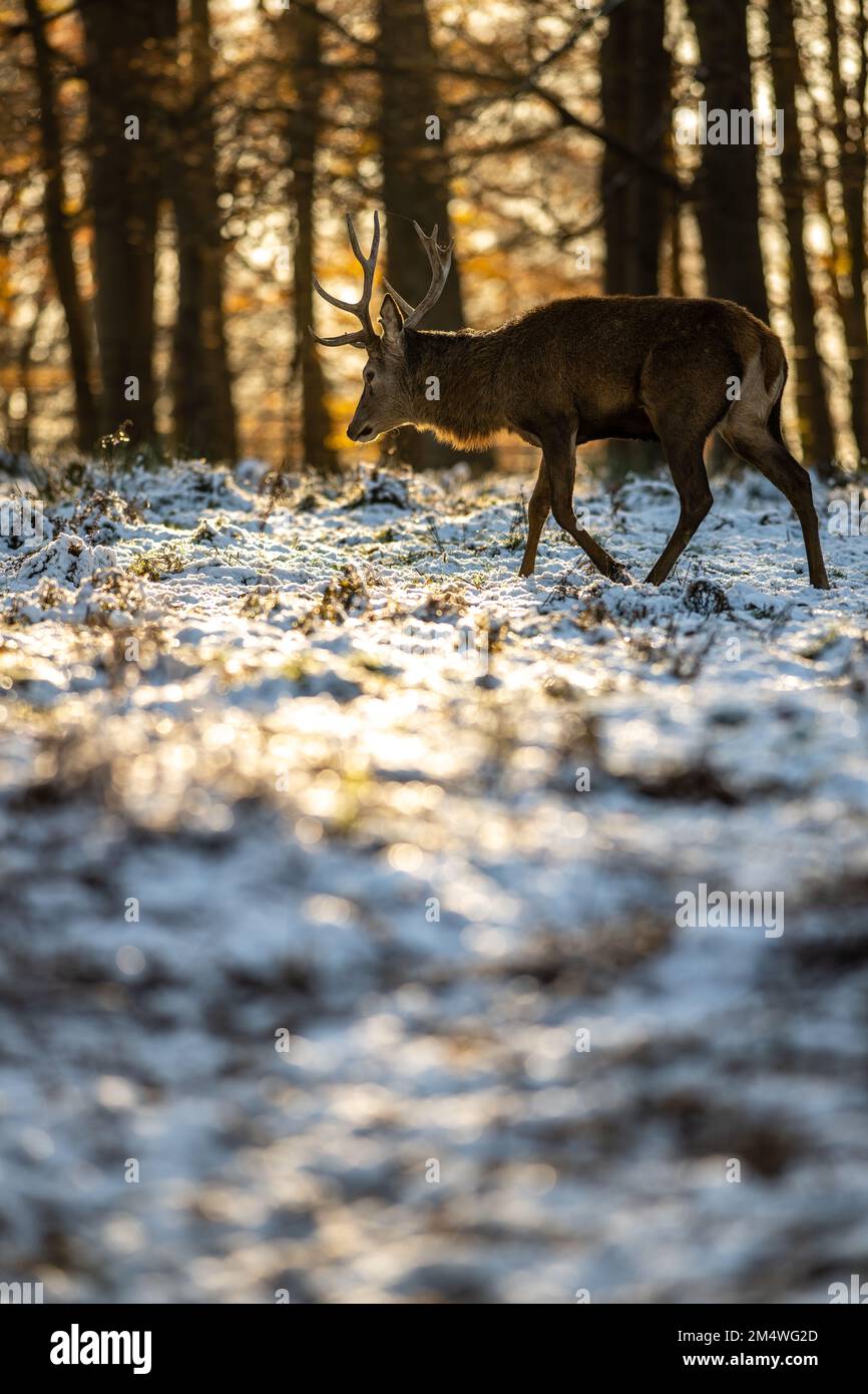 Red Deer stag enjoying the golden hour light of the late afternoon ...