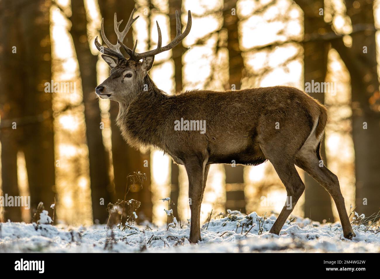 Red Deer stag enjoying the golden hour light of the late afternoon ...