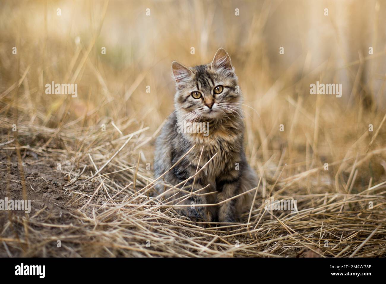 Sad Homeless Cat sitting dry grass. Adorable Kitty sitting Outdoor ...