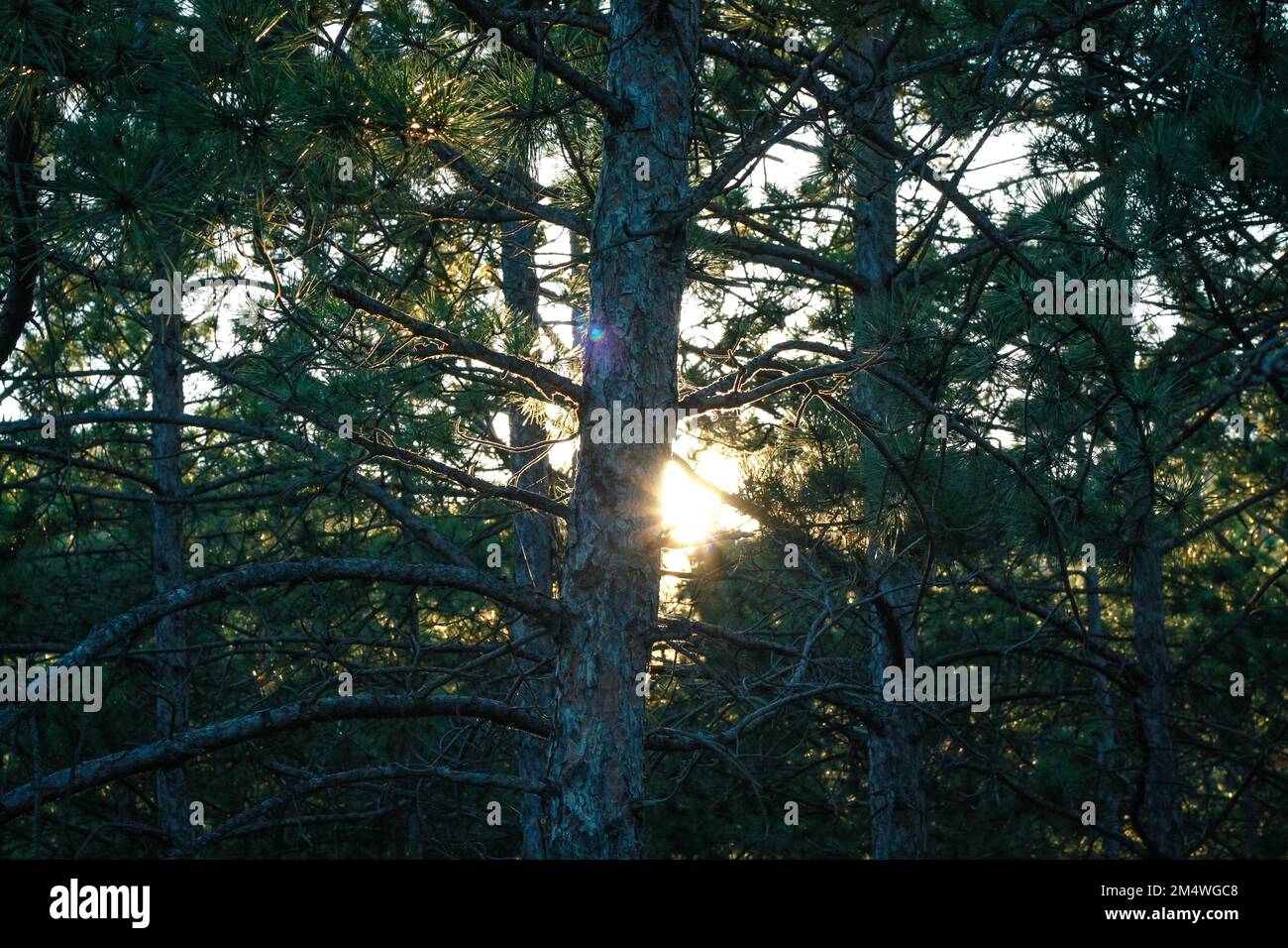 Pine trees in forest landscape photo Stock Photo - Alamy