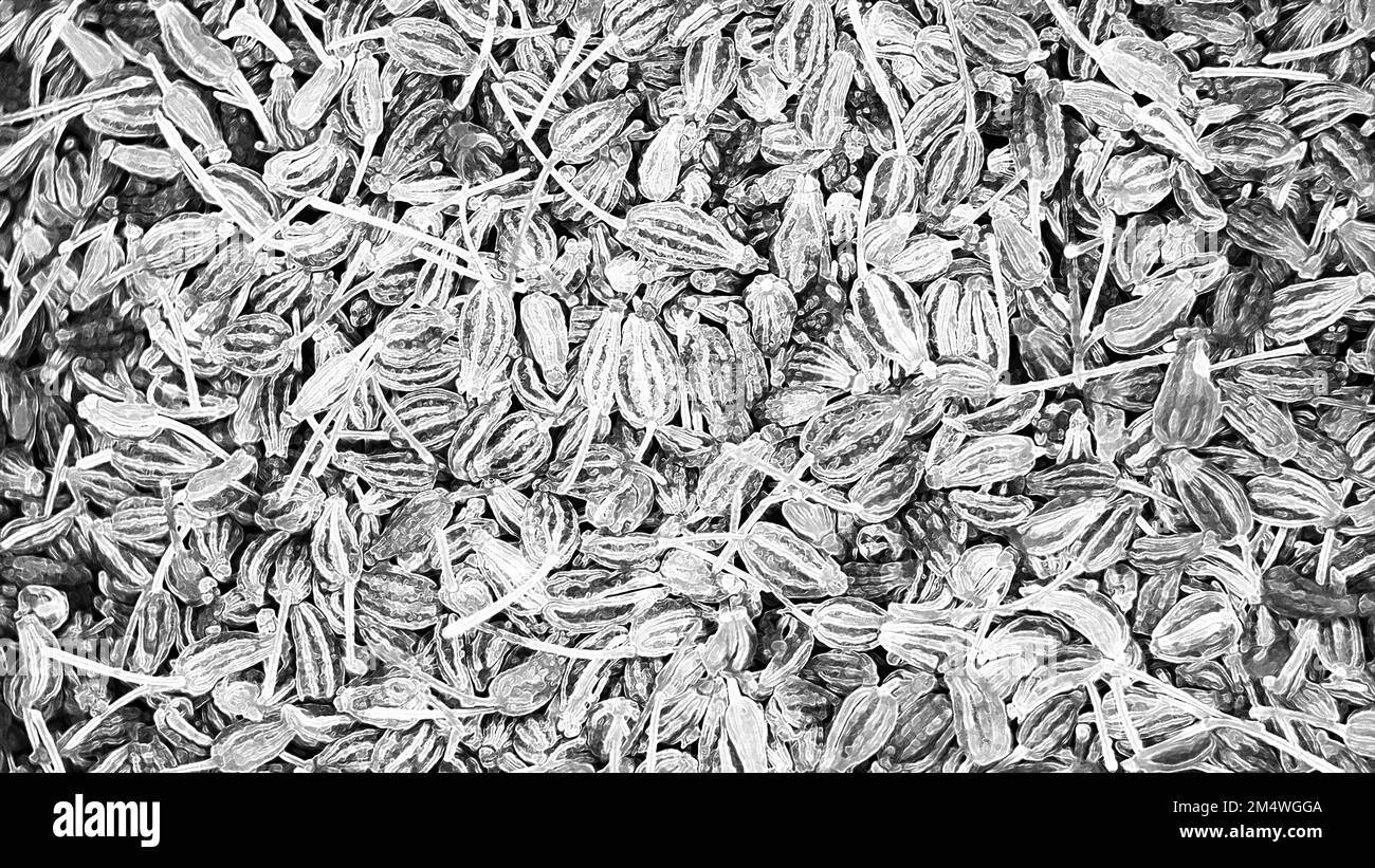 anise seeds for backgrounds and textures Stock Photo - Alamy
