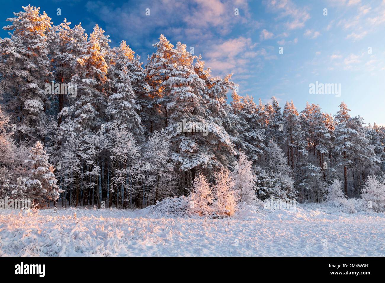 Winter in Augustowska Forest, Poland Stock Photo - Alamy