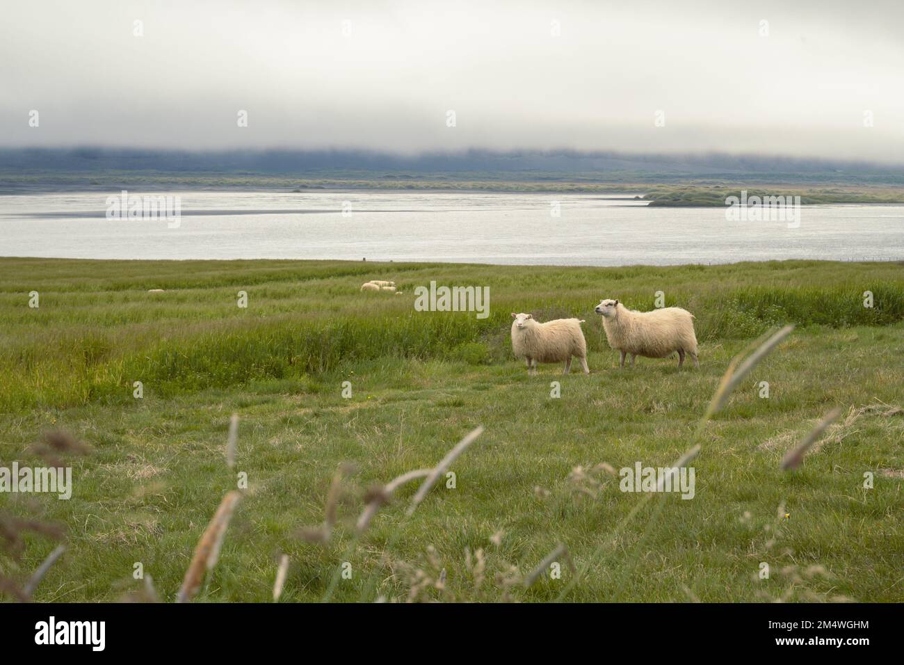 Fluffy sheep on pastureland landscape photo Stock Photo - Alamy