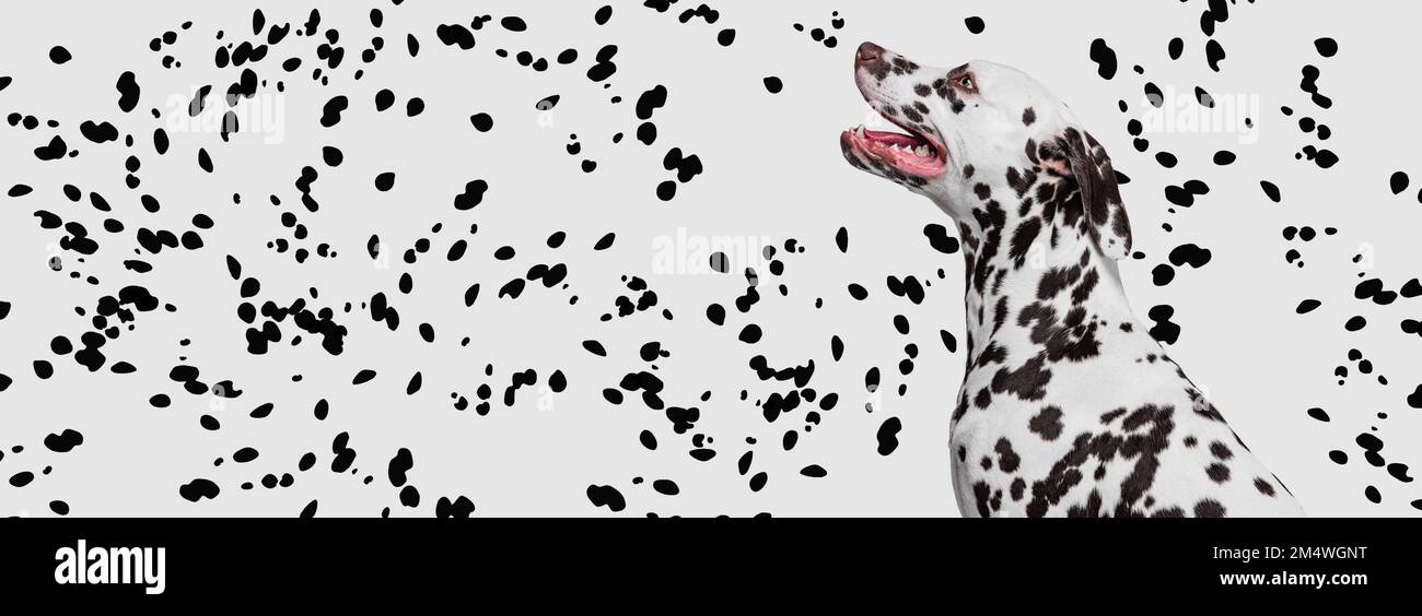 Portrait of beautiful purebred dog, Dalmatian over white background ...