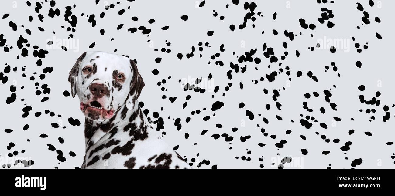 Portrait of beautiful purebred dog, Dalmatian looking at camera over ...