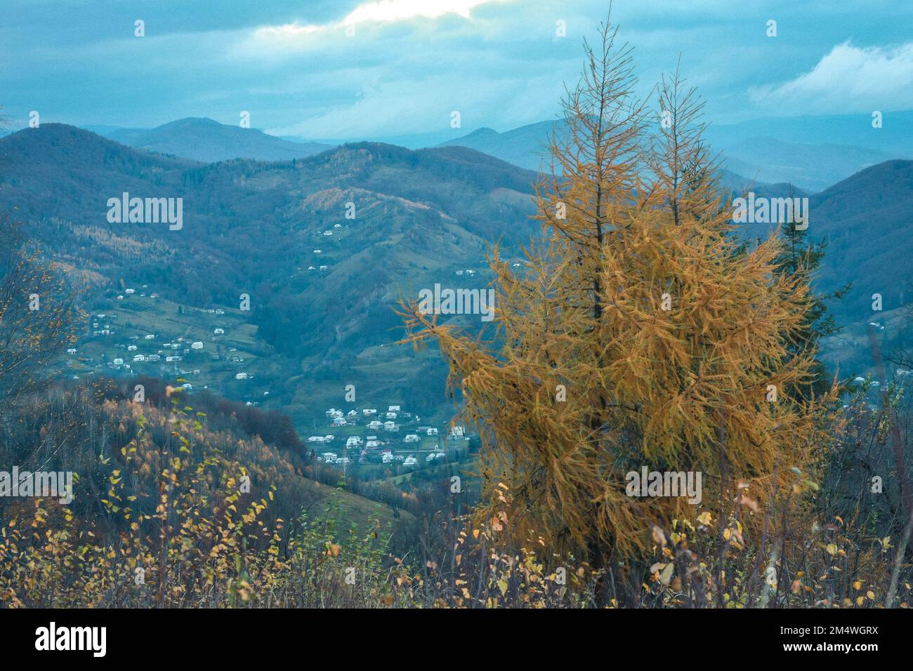 Fir tree forest on mountain hi-res stock photography and images - Alamy