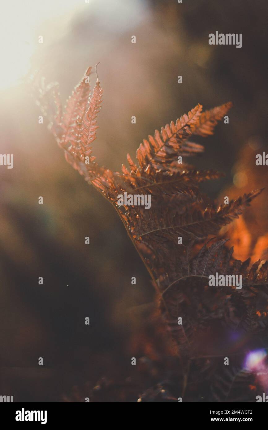 Red fern hi-res stock photography and images - Alamy