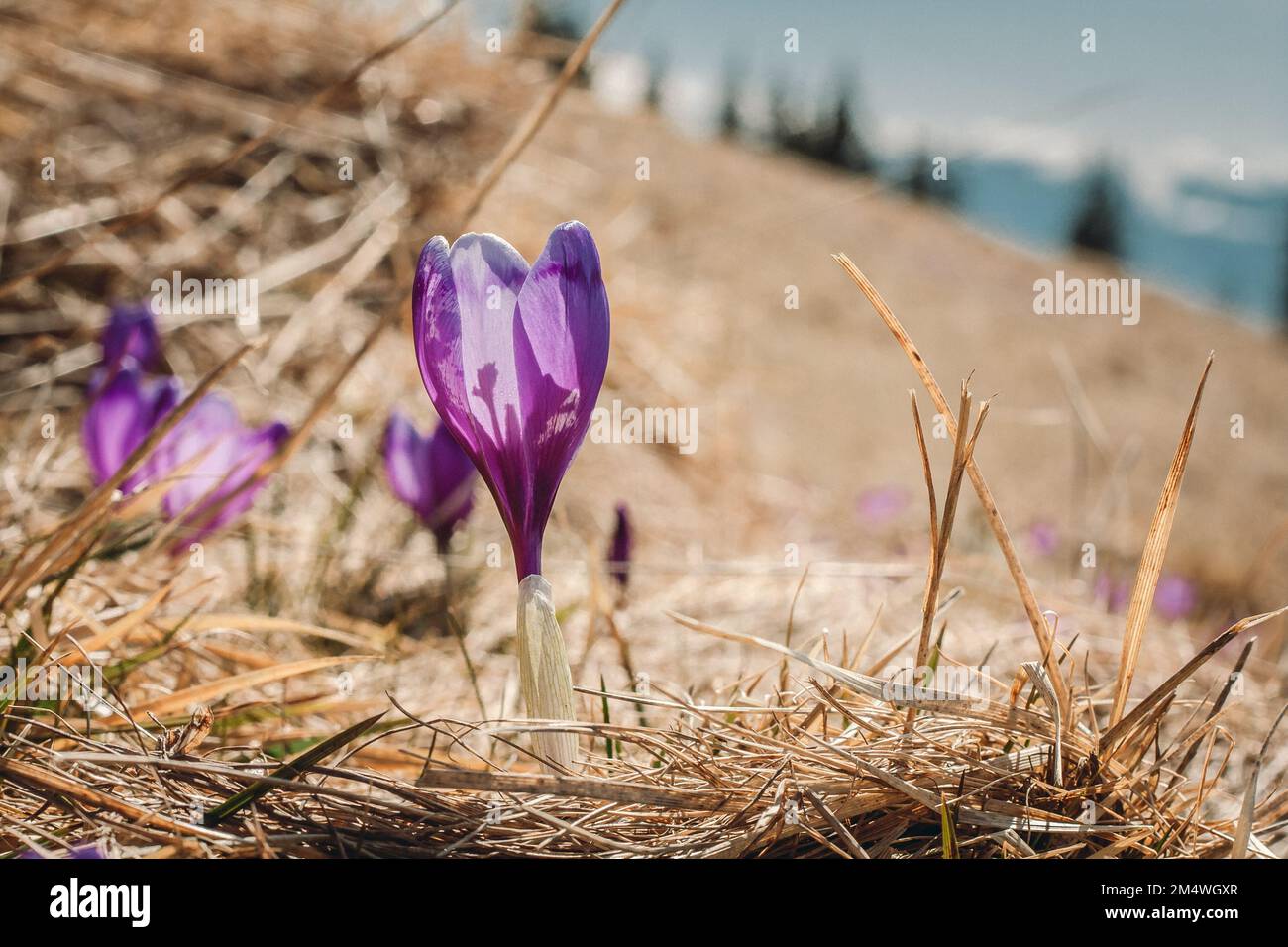 Photography of crocus hi-res stock photography and images - Alamy