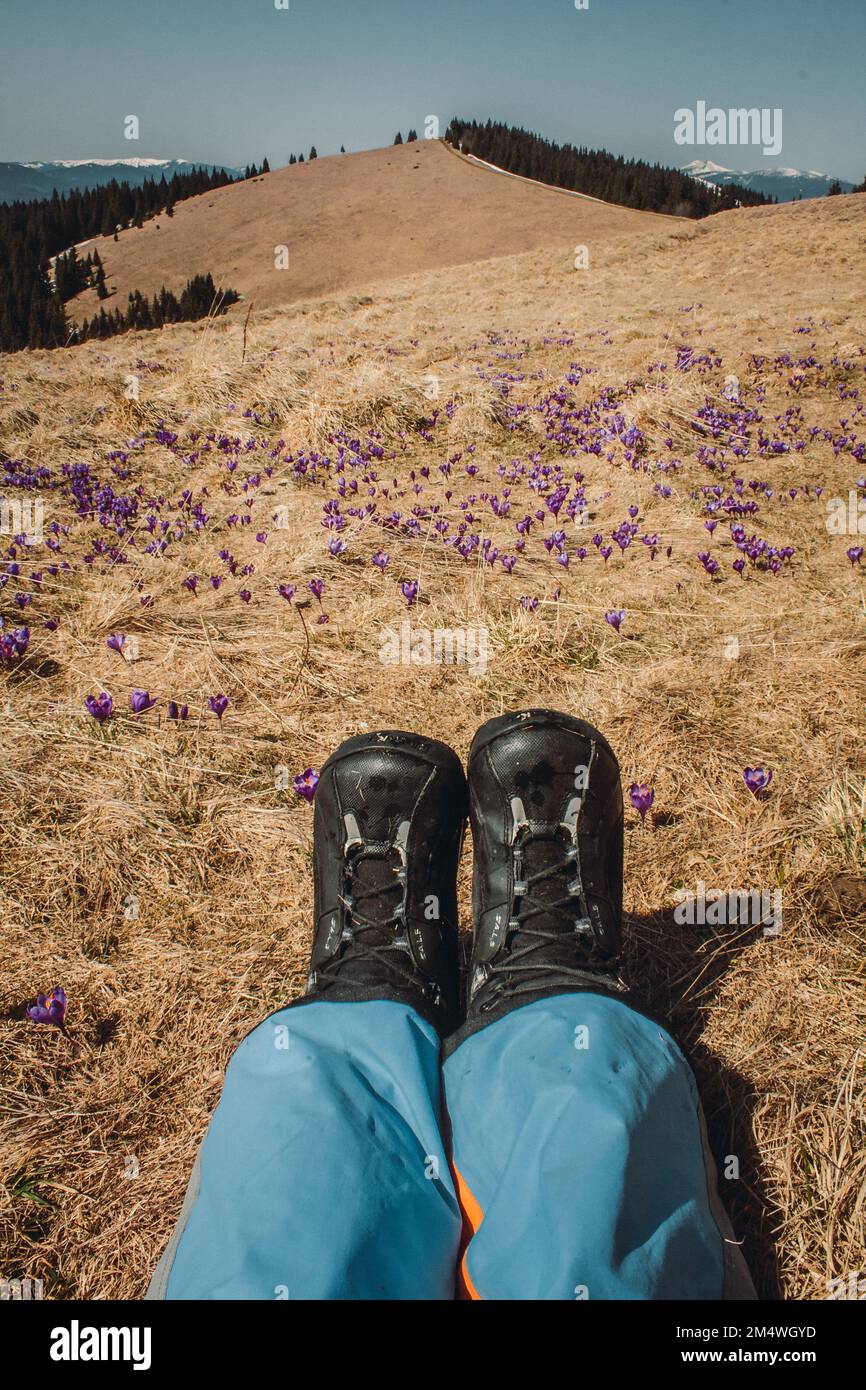 Close up person sitting on crocus meadow concept photo Stock Photo - Alamy
