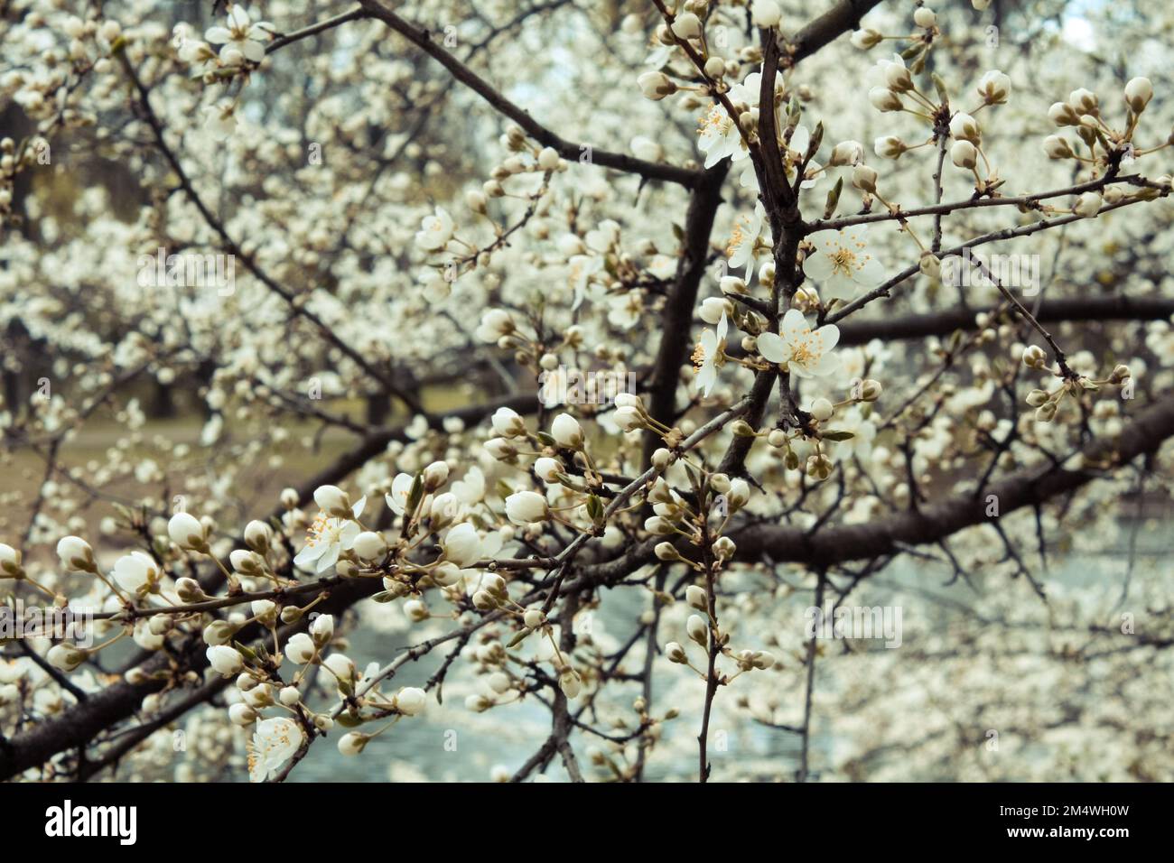 Branches of apricot fruit hi-res stock photography and images - Alamy