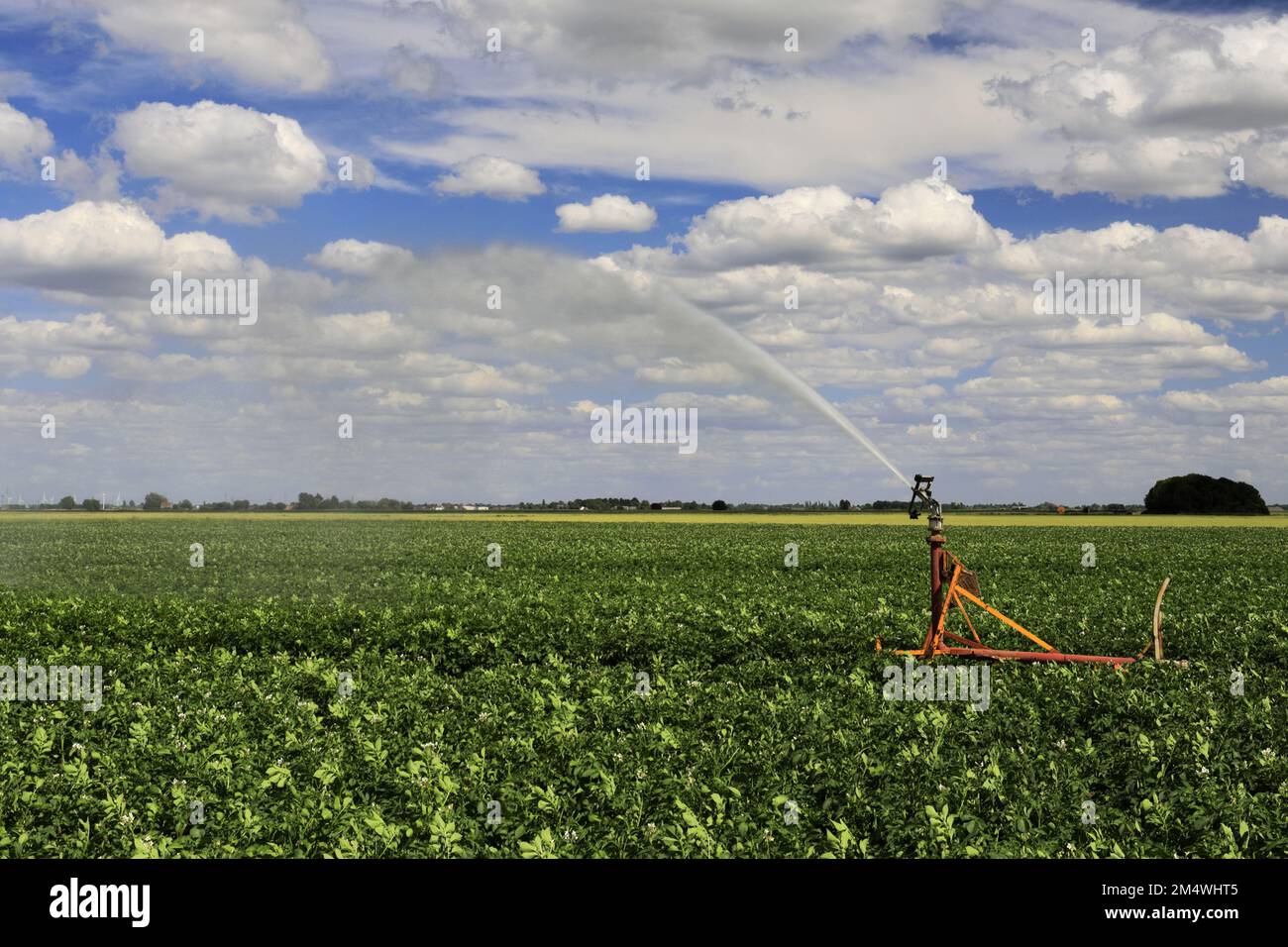 A Crop watering irrigation system near Wisbech Town; Fenland ...