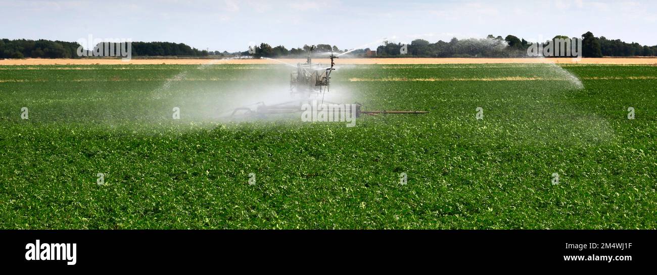 A Crop watering irrigation system near Wisbech Town; Fenland ...