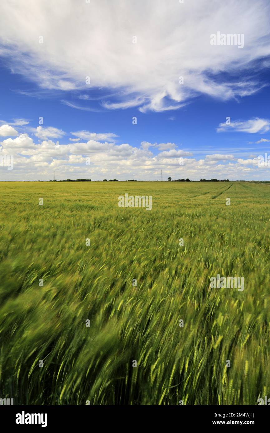 Summer view over Barley Fields near Wisbech town; Cambridgeshire ...