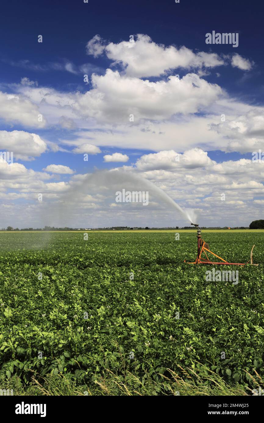 A Crop watering irrigation system near Wisbech Town; Fenland ...