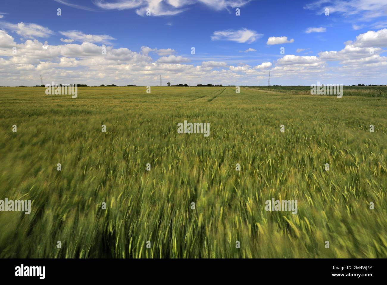Summer view over Barley Fields near Wisbech town; Cambridgeshire ...