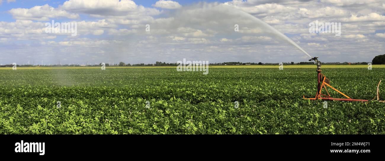 A Crop watering irrigation system near Wisbech Town; Fenland ...