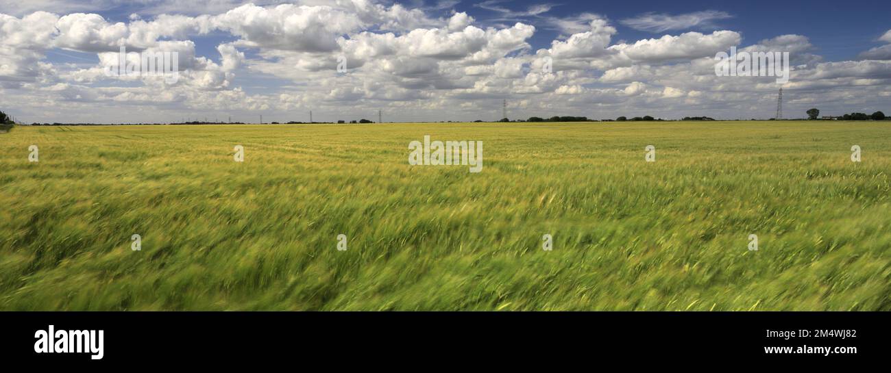 Summer view over Barley Fields near Wisbech town; Cambridgeshire ...