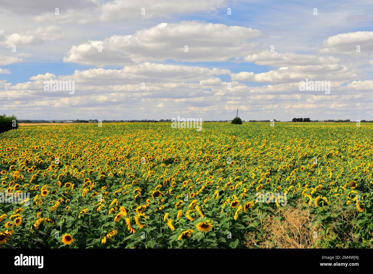 Field of sunflowers near March town; Cambridgeshire; England; UK Stock ...
