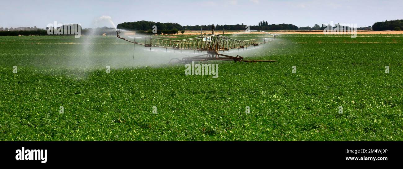 A Crop watering irrigation system near Wisbech Town; Fenland ...