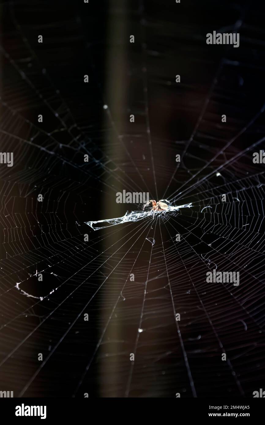 A vertical shot of a barn spider on the cobweb against the blurry dark ...