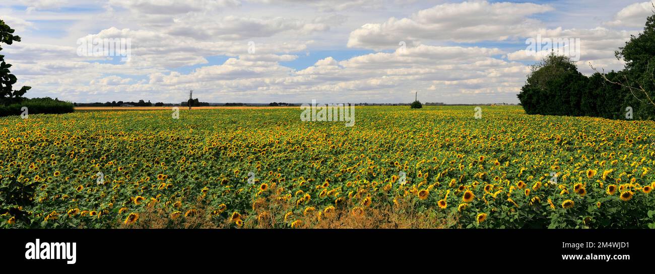 Field of sunflowers near March town; Cambridgeshire; England; UK Stock ...