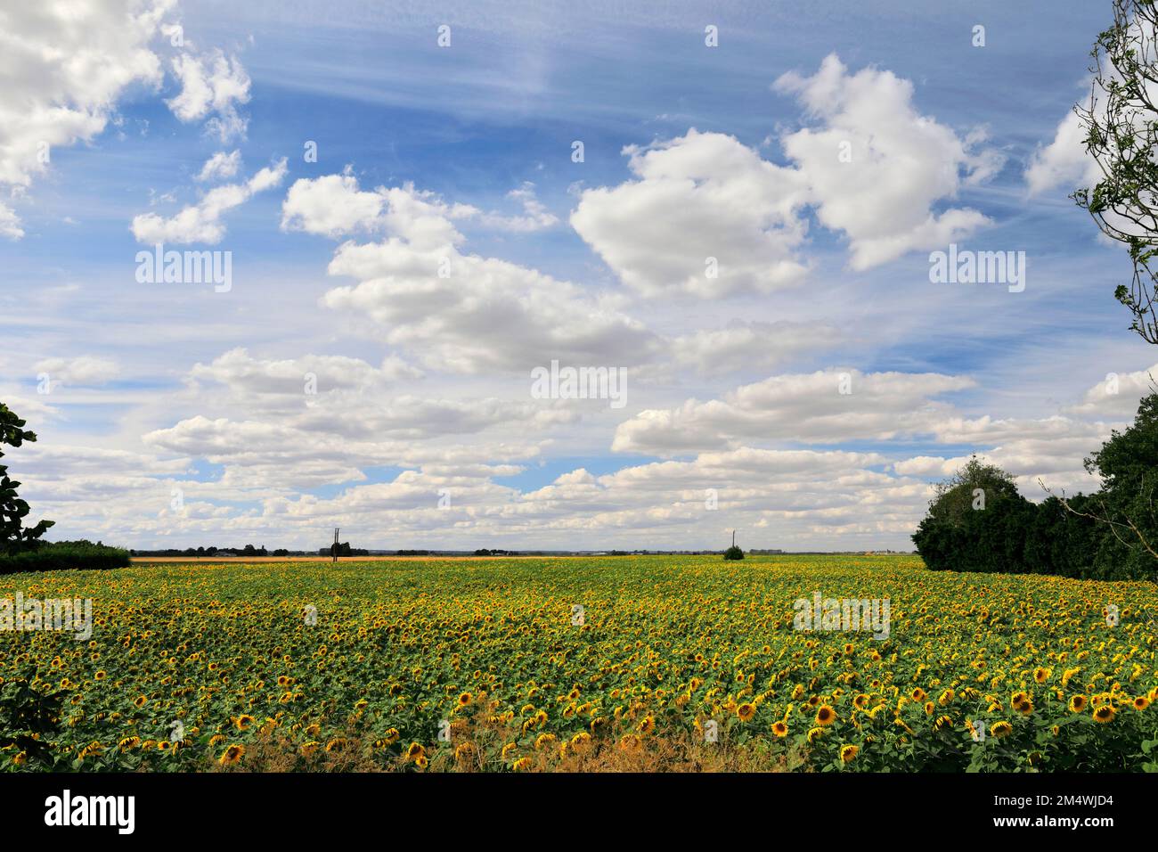 Field of sunflowers near March town; Cambridgeshire; England; UK Stock ...