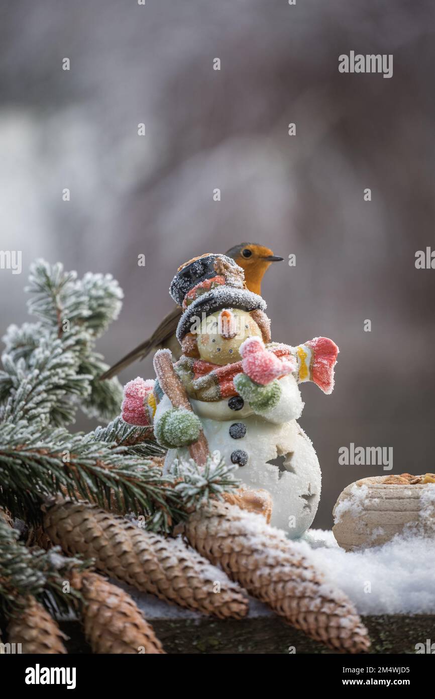 Vogel - Rotkehlchen im Winter an Schneemann und Tannenzapfen Stock ...